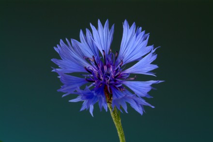 Cornflower Centaurea Cyanus Plant Species Genus Editorial Stock Photo ...