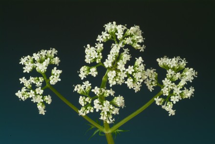 Valerian Valeriana Officinalis Greater Valerian Plant Editorial Stock ...