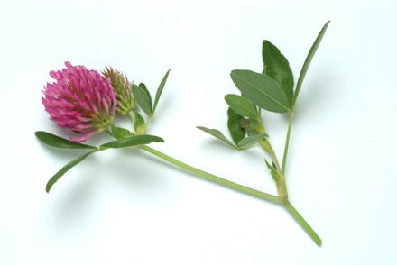 Meadow Clover Trifolium Red Clover Plant Editorial Stock Photo - Stock ...