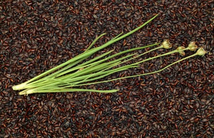 Plant Species Plantain Genus Plantago Seeds Editorial Stock Photo ...