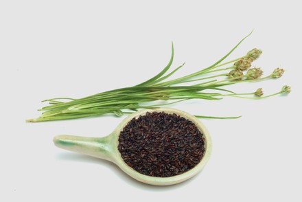 Plant Species Plantain Genus Plantago Seeds Editorial Stock Photo ...