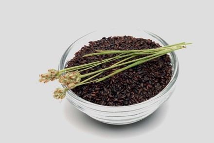 Plant Species Plantain Genus Plantago Seeds Editorial Stock Photo ...