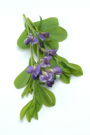 Indigolupine Blue Wild Indigo Baptisia Australisn Editorial Stock Photo ...