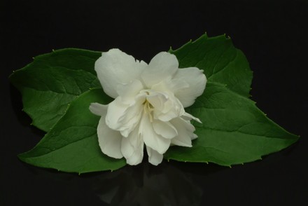 True Common Jasmine Jasminum Officinale Common Editorial Stock Photo ...