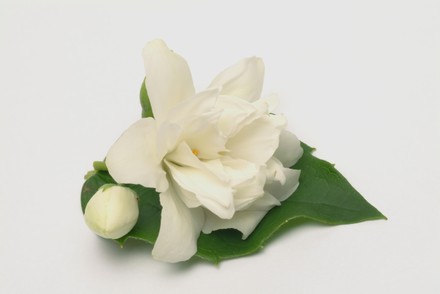 True Common Jasmine Jasminum Officinale Common Editorial Stock Photo ...