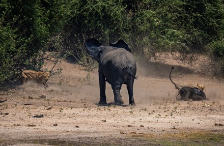 11 Elephant bite Stock Pictures, Editorial Images and Stock Photos ...