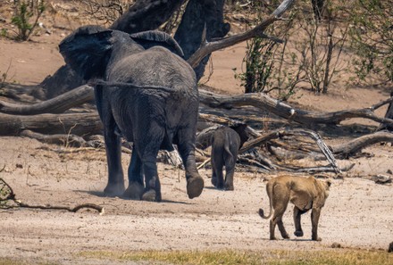 11 Elephant bite Stock Pictures, Editorial Images and Stock Photos ...
