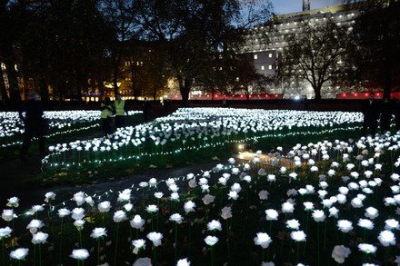 White Roses Illuminate Grosvenor Square Editorial Stock Photo - Stock ...