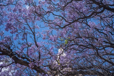 Jacaranda Trees Jacaranda Mimosifolia Have Started Editorial Stock ...