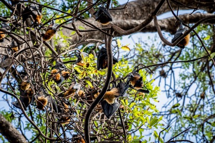 Tree Full Flying Fox Bats Seen Editorial Stock Photo - Stock Image ...