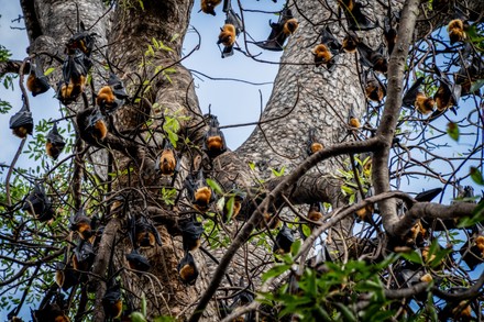 Tree Full Flying Fox Bats Seen Editorial Stock Photo - Stock Image ...