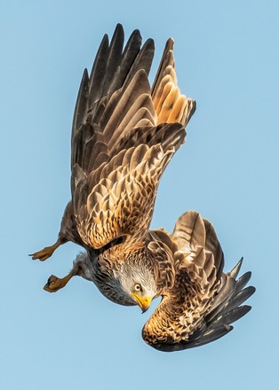 These Red Kites Look Like Theyre Editorial Stock Photo - Stock Image ...