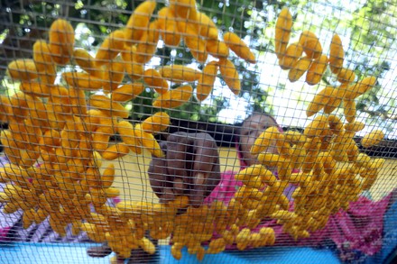 Labor Work Yellow Silk Cocoons Produced Editorial Stock Photo - Stock ...