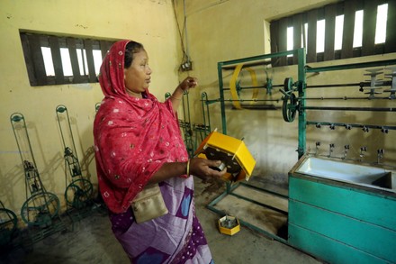 Labor Work Yellow Silk Cocoons Produced Editorial Stock Photo - Stock ...