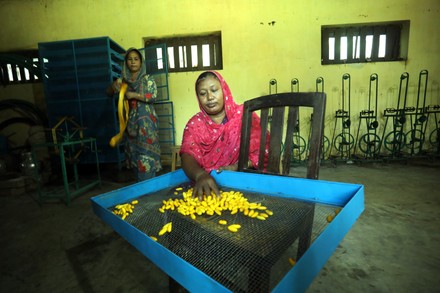 Labor Work Yellow Silk Cocoons Produced Editorial Stock Photo - Stock ...