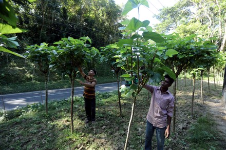 Labor Work Yellow Silk Cocoons Produced Editorial Stock Photo - Stock ...
