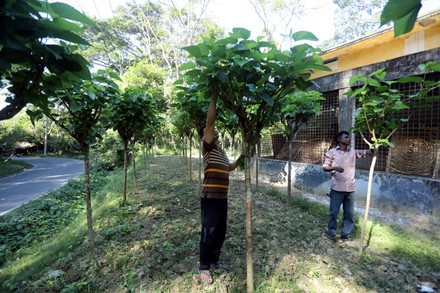 Labor Work Yellow Silk Cocoons Produced Editorial Stock Photo - Stock ...