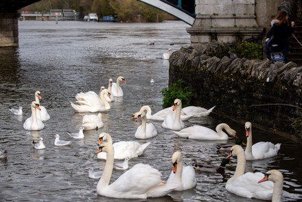 Tragically Outbreak Avian Influenza Has Hit Editorial Stock Photo ...