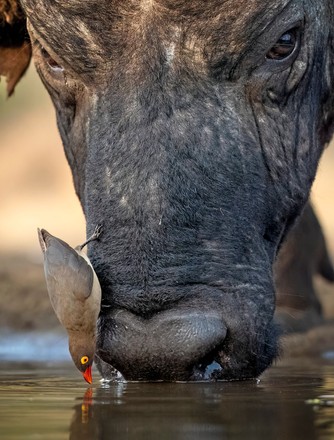 Oxpecker On Nose Buffalo Oxpecker Buffalo Editorial Stock Photo - Stock ...