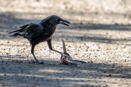 Raven Feasts On Dead Fish Big Editorial Stock Photo - Stock Image ...