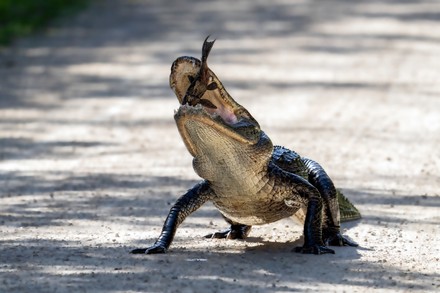 Alligator Devours Fish Carcass Big Cypress Editorial Stock Photo ...