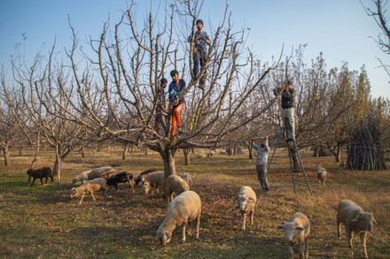 Kashmiri Farmers Seen Pruning Apple Trees Editorial Stock Photo - Stock ...