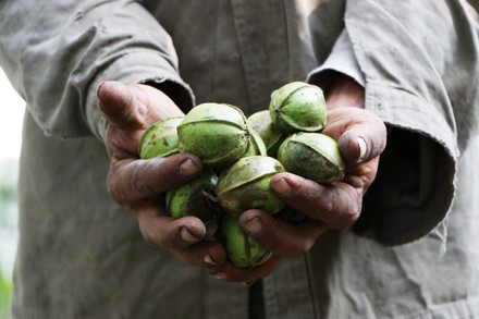 Palestinians Harvest Walnuts Ain Aljamal Farm Editorial Stock Photo ...
