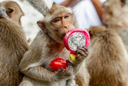Monkey Seen Eating Fruits Vegetables During Editorial Stock Photo ...