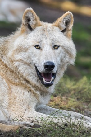 Northwestern Wolf Mackenzie Valley Wolf Canis Editorial Stock Photo ...