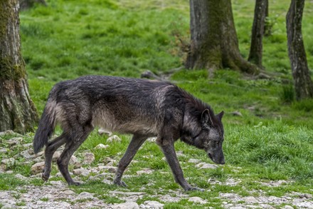 Black Northwestern Wolf Mackenzie Valley Wolf Editorial Stock Photo ...