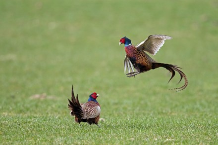 Common Pheasant Phasianus Colchicus Ringnecked Pheasants Editorial ...