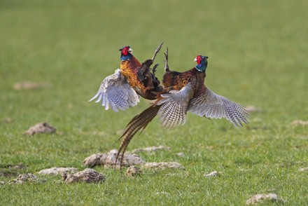 Common Pheasant Phasianus Colchicus Ringnecked Pheasants Editorial ...