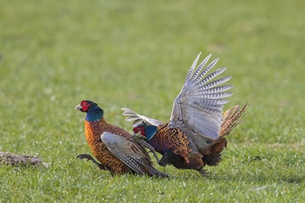 Common Pheasant Phasianus Colchicus Ringnecked Pheasant Editorial Stock Photo - Stock Image ...