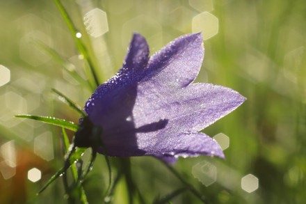 Morning Dew Garden End October Germany Editorial Stock Photo - Stock ...