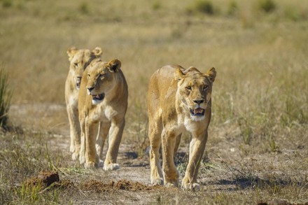 3 Lionesses Panthera Leo Walk Together Editorial Stock Photo - Stock ...