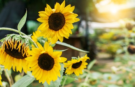 Four Yellow Sunflowers Garden Close Four Editorial Stock Photo - Stock ...