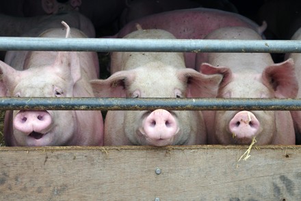 Closeup Domestic Pigs Sus Scrofa Domesticus Editorial Stock Photo ...