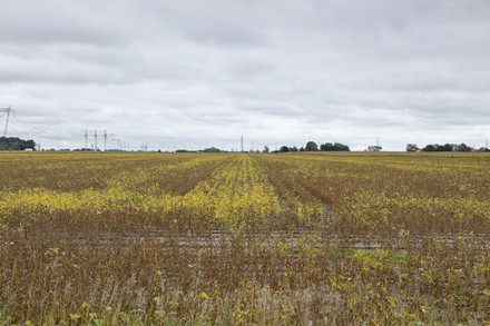 Agriculture Soy Field Province Quebec Canada Editorial Stock Photo ...