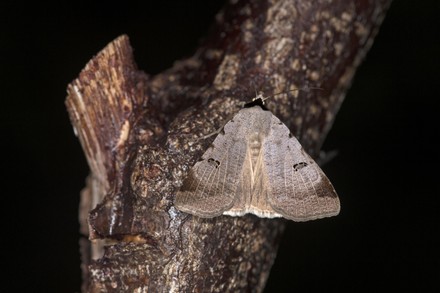 Bordered Straw Heliothis Peltigera Valais Switzerland Editorial Stock ...