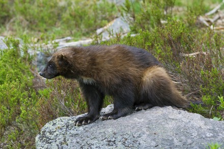 Aggressive Wolverine Gulo Gulo Showing Teeth Editorial Stock Photo ...