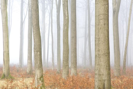 European Beech Trees Common Beeches Fagus Editorial Stock Photo - Stock ...