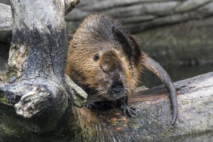 Coypu Nutria Myocastor Coypus Introduced Species Editorial Stock Photo ...