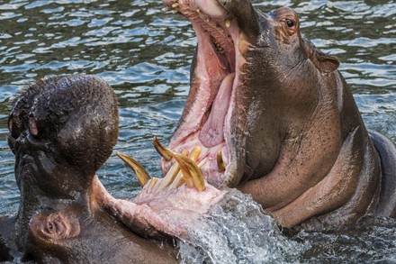 Fighting Hippopotamuses Hippos Hippopotamus Amphibius Lake Editorial ...