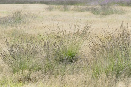 250 Heath grass Stock Pictures, Editorial Images and Stock Photos ...