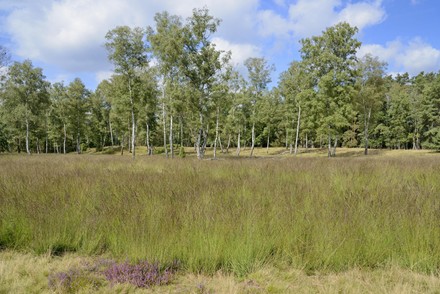250 Heath grass Stock Pictures, Editorial Images and Stock Photos ...