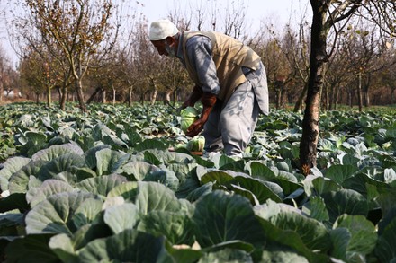 Ghulam Mohammad 68 Harvests Cabbage His Editorial Stock Photo - Stock ...