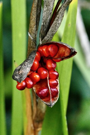 Waxy Orange Colours Stinking Iris Berries Editorial Stock Photo - Stock ...