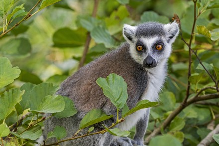 Red Ruffed Lemur Varecia Rubra Foraging Editorial Stock Photo - Stock ...