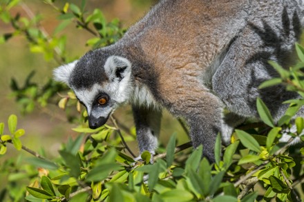 Ringtailed Lemur Lemur Catta Foraging Tree Editorial Stock Photo ...