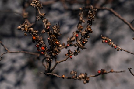 Detail Berries On Burned Indigenous Fynbos Editorial Stock Photo ...